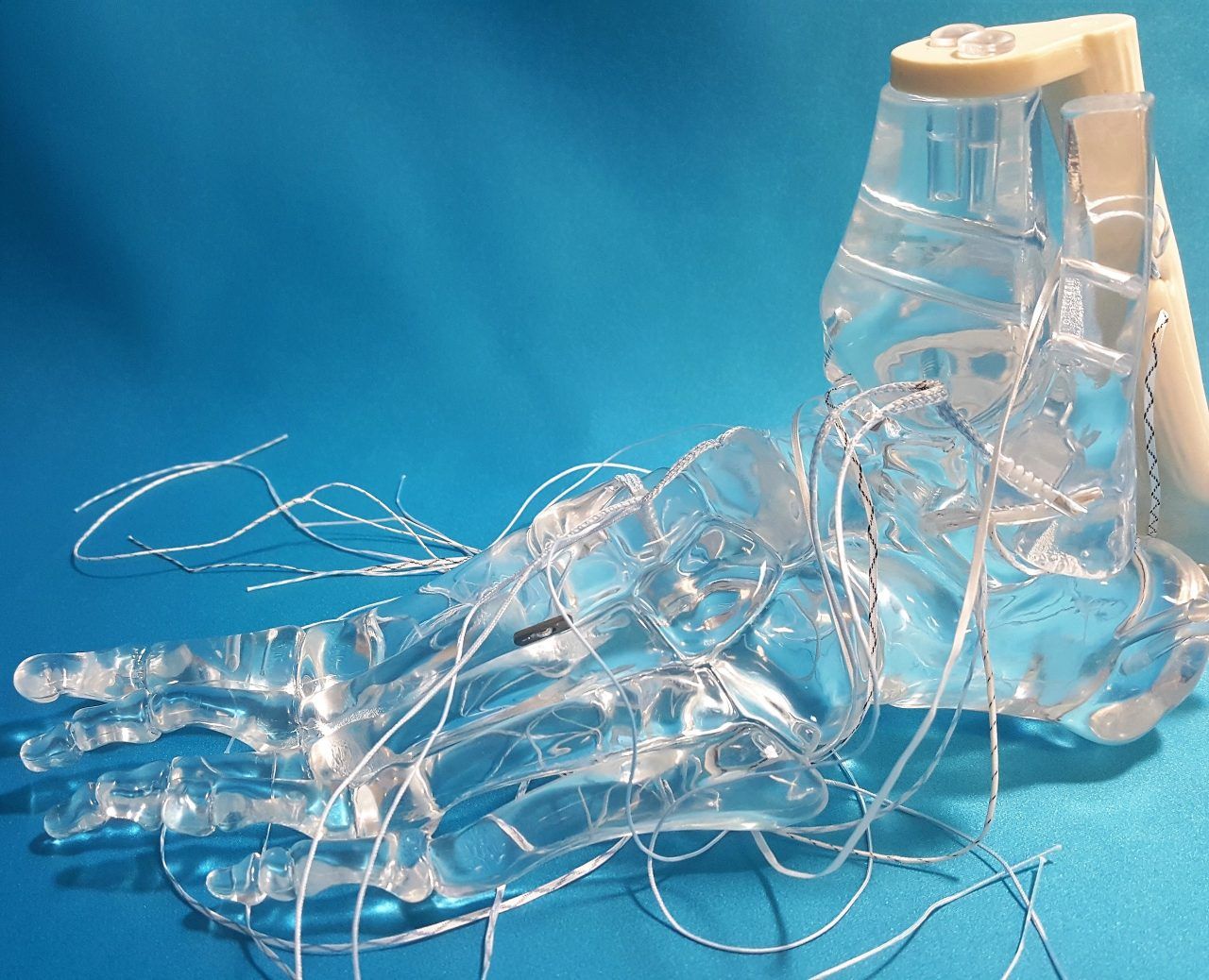 FlexBones Orthopedic Models - Custom Flexible - Encoris